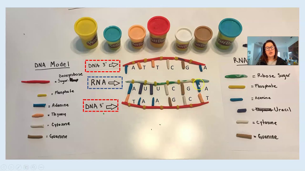 RNA Model Project - YouTube