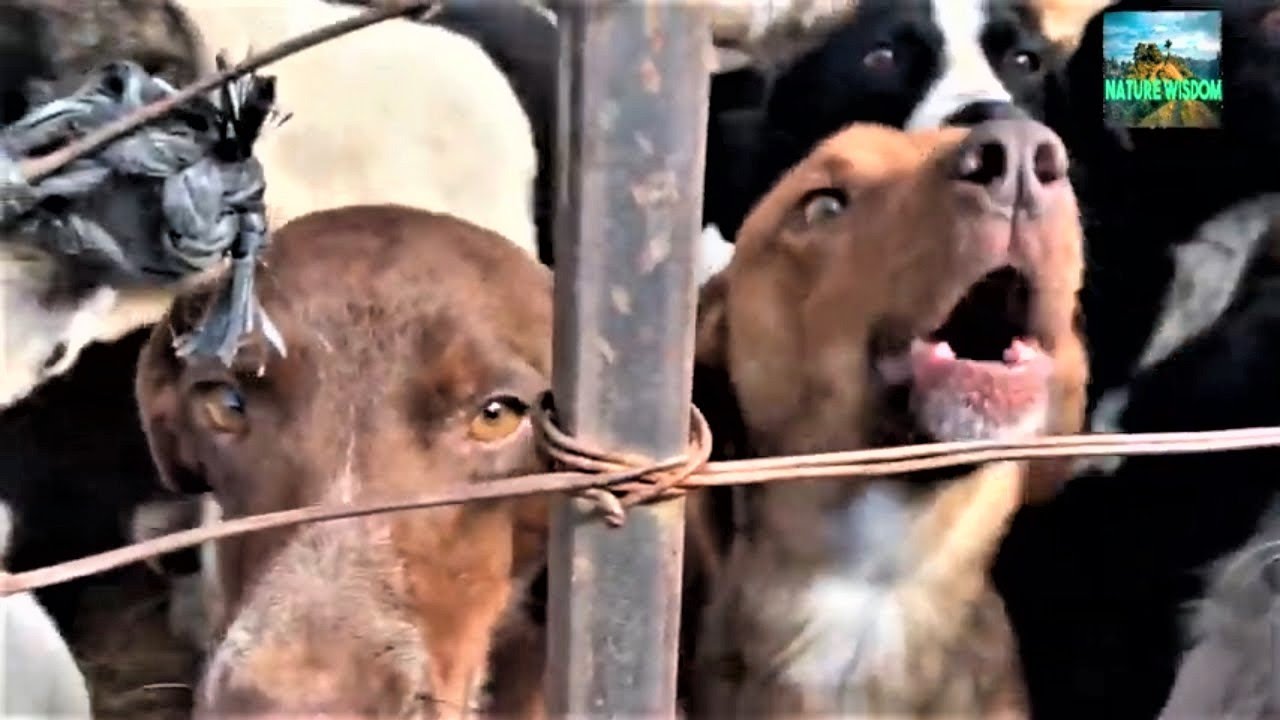 Hog Dogs, The Best Breeds For Hog Hunting. - YouTube