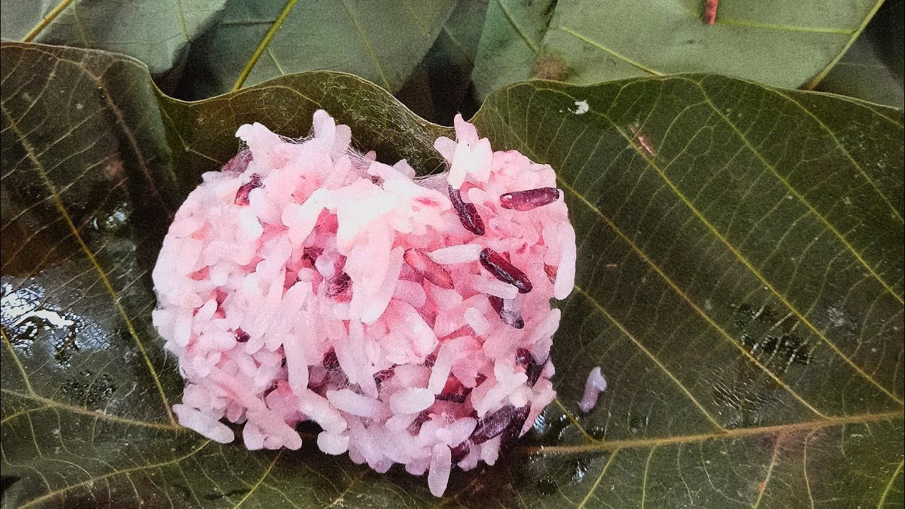 Cara Buat Tapai Pulut Hitam Daun Getah - YouTube