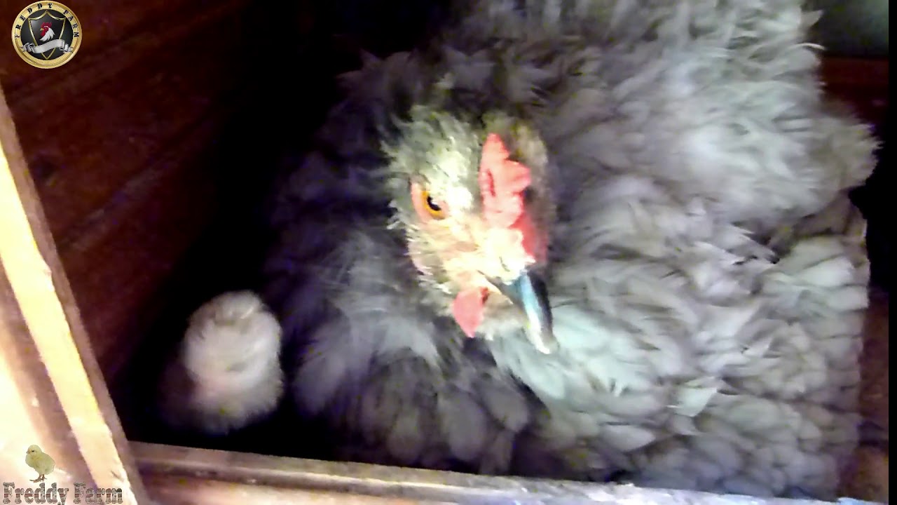 mother hen with new born chickens (very aggressive mother hen) - Freddy ...