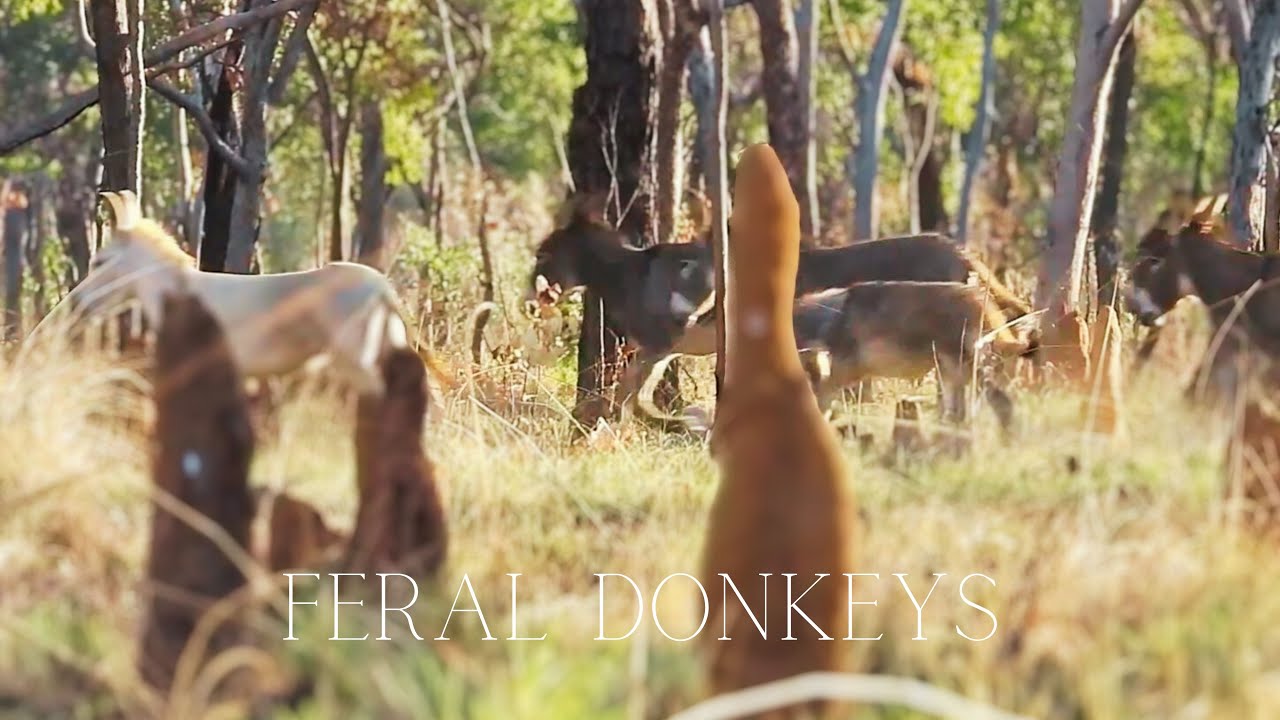 The Wonderful Colours of Feral Donkeys - YouTube