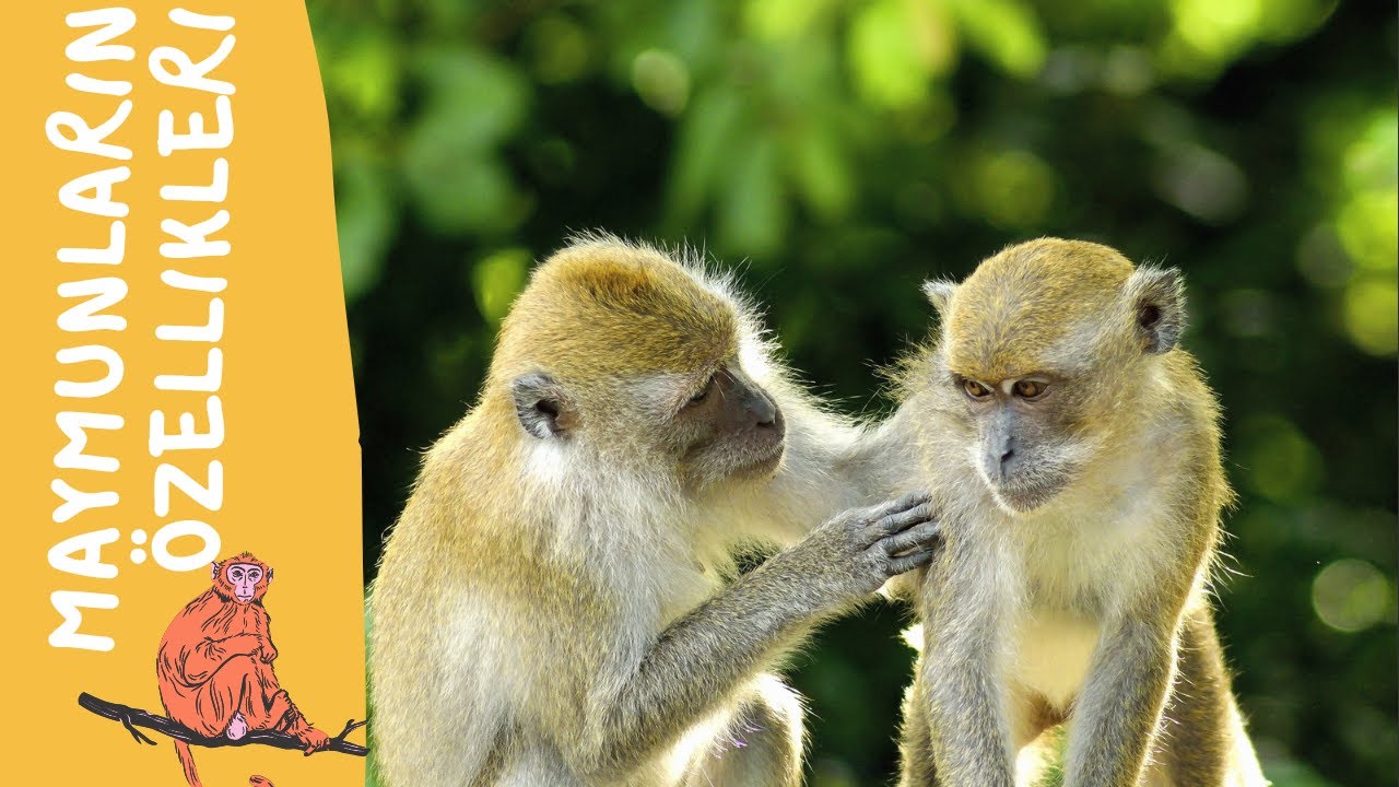 Maymunlar Hakkında Daha Önce Duymadığınız 12 İlginç Bilgi - YouTube
