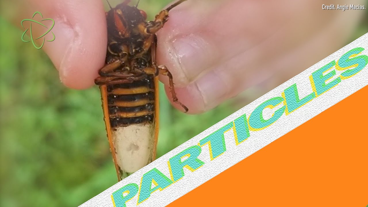 Infected, Decaying, ZOMBIFIED Cicadas - YouTube