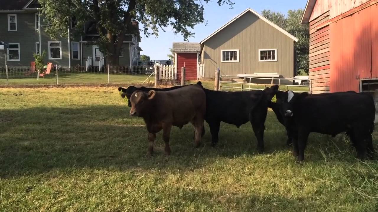 Stress Relief Bull Calf - Hunter Show Cattle 2015 - YouTube
