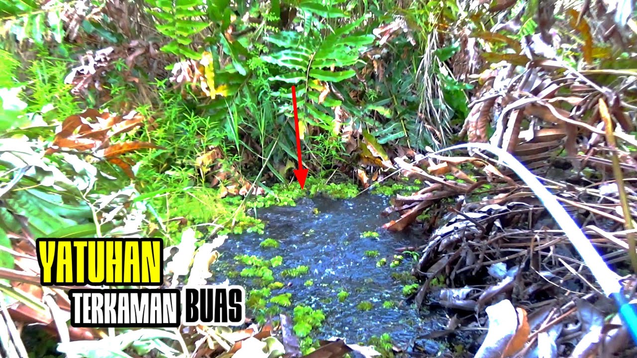 Astaga..!!! Pemancing Liar Kelabakan Melihat Serang Ganas Penghuni Rawa ...