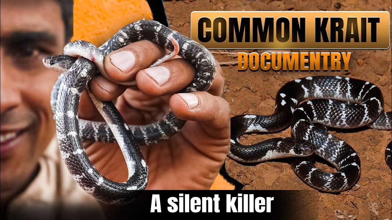 Common krait | silent killer |Deadliest Snake of South Asia | Full ...
