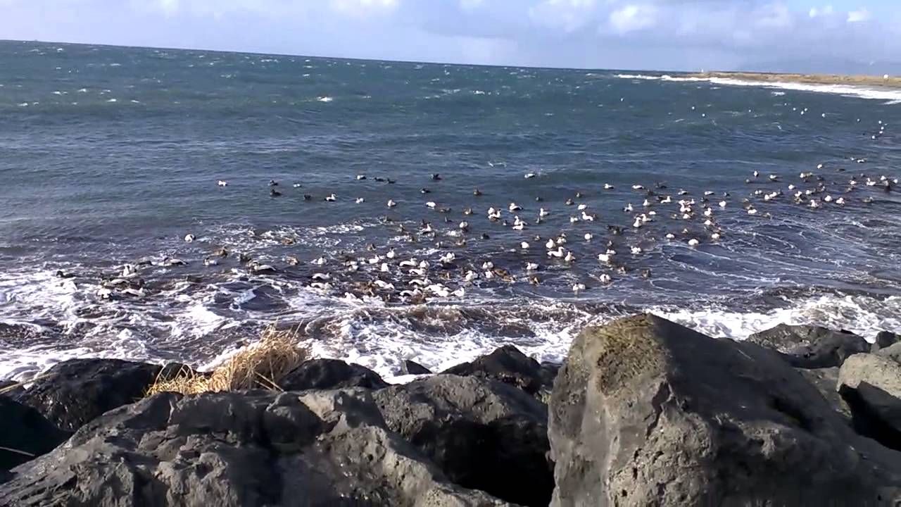 Crowded surf in Iceland!! - YouTube