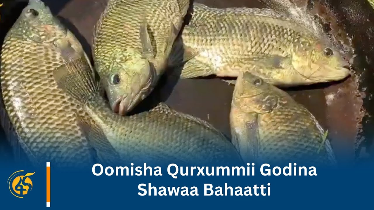 Oomisha Qurxummii Godina Shawaa Bahaatti - YouTube