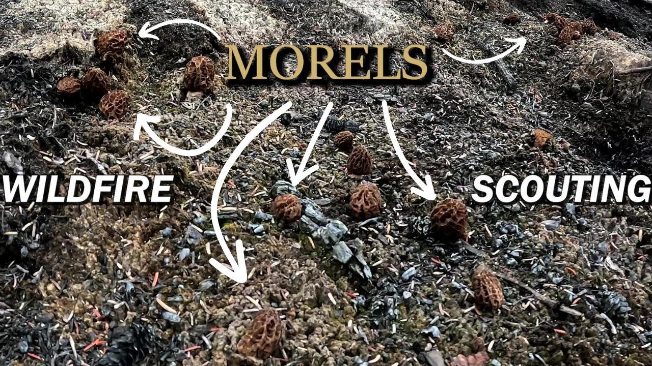 Morel Mushrooms Growing in a Recent Wildfire | Keno City Silver Museum ...