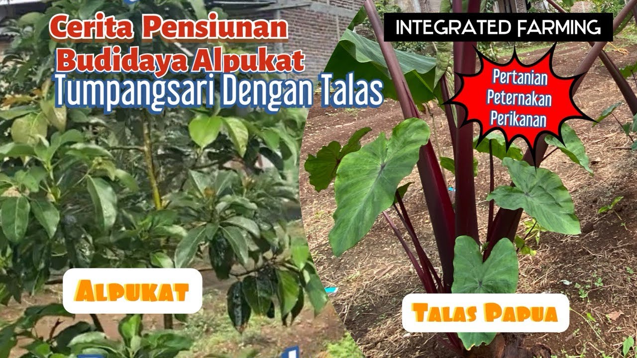 Budidaya Alpukat Tumpangsari Dengan Talas Papua (Pratama3) - YouTube