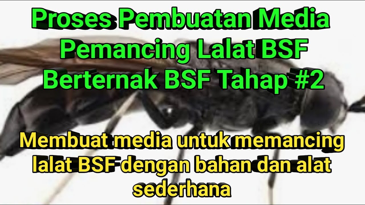 Cara Pancing Lalat BSF || cara mudah berternak BSF #2 - YouTube