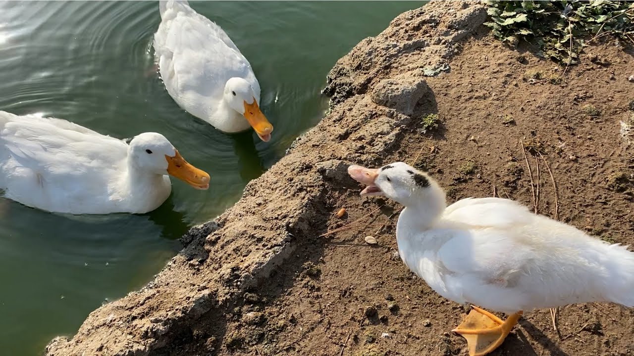 Baby duck Jackie ran towards me but had a intense talk with his parents ...