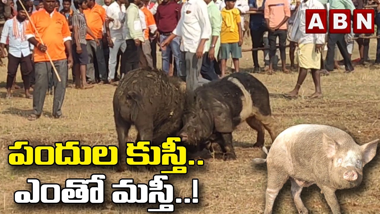 పందుల కుస్తీ.. ఎంతో మస్తీ..! || Pig Fight Competitions || ABN Digital ...