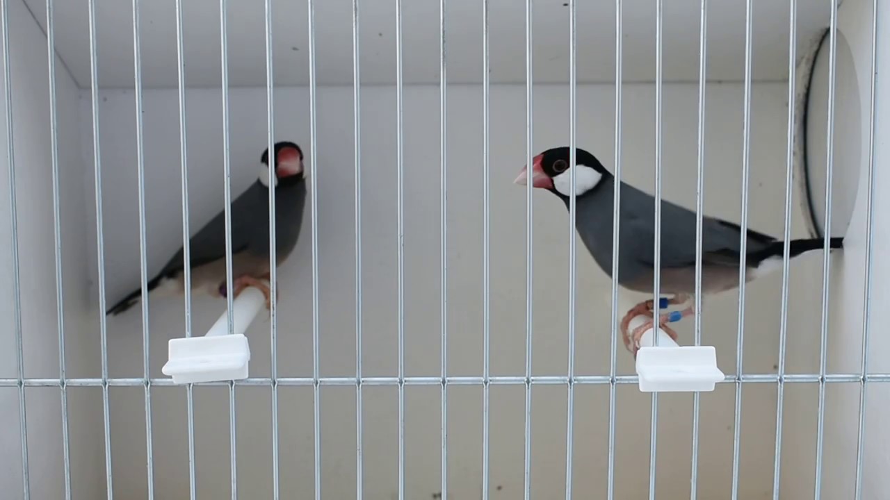 padda de java femelle part4 - YouTube