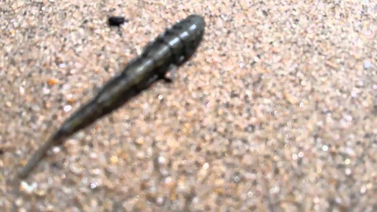 Bicho raro en la playa...Strange insect in the beach - YouTube
