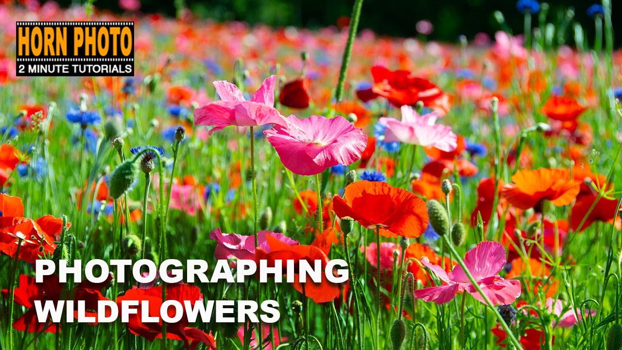 2 Minute Tutorial Wildflower Photography - YouTube