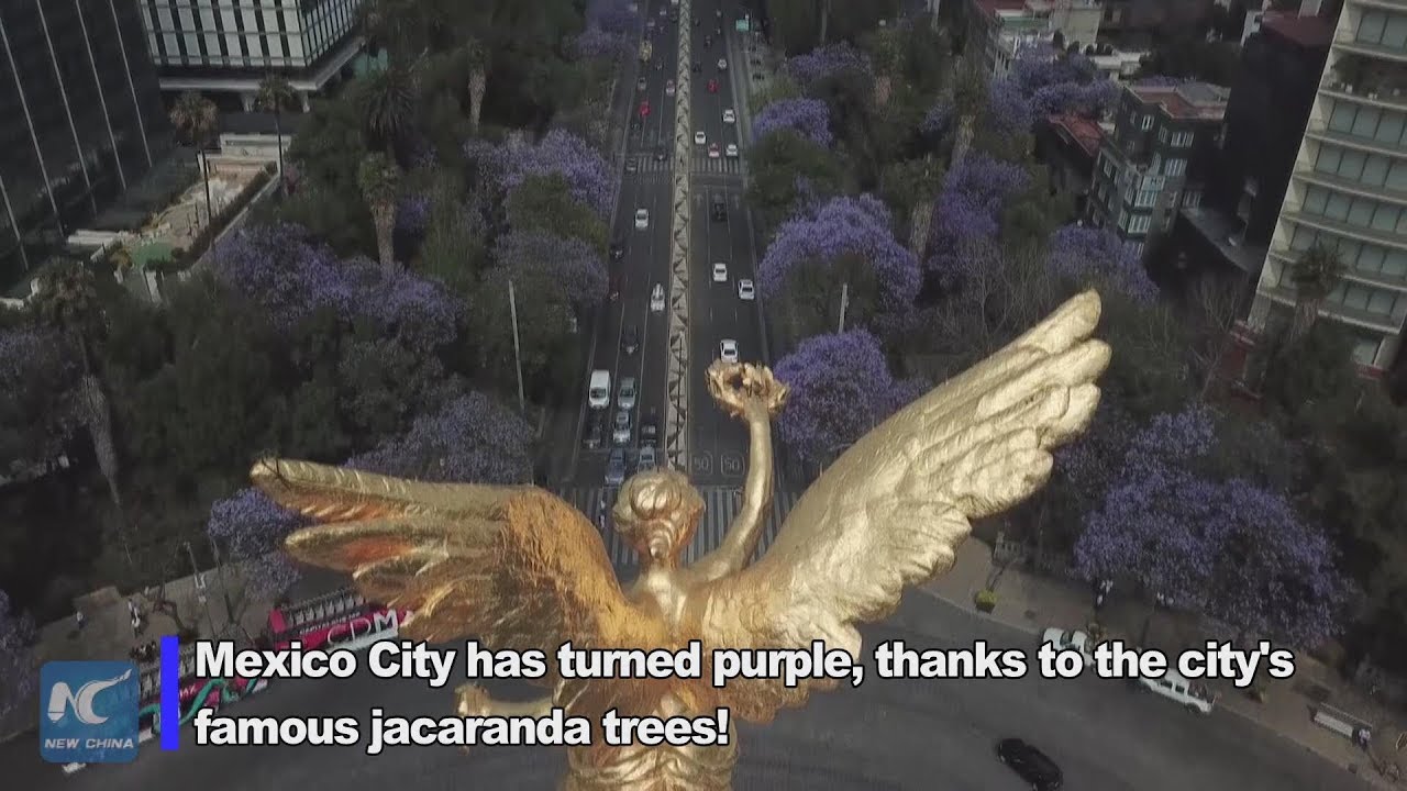Spring turns Mexico City purple! - YouTube