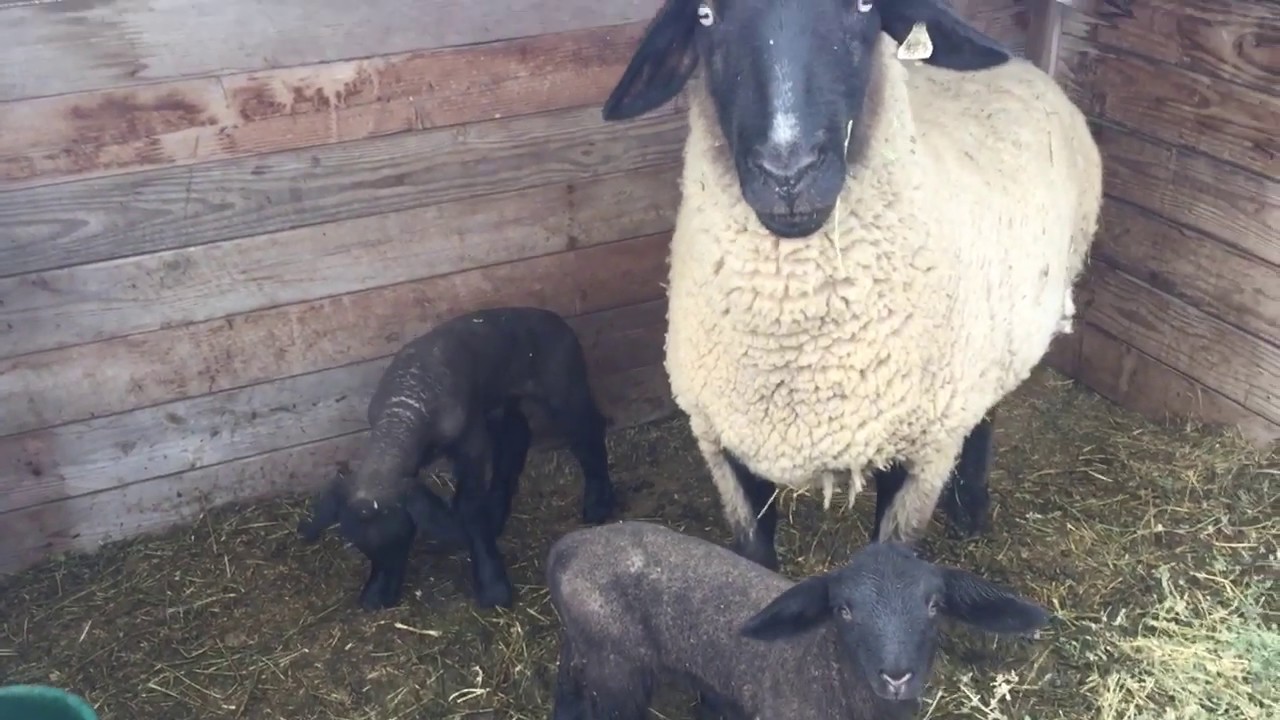 Lambing Season 2019: Ewes and Baby Lambs - YouTube