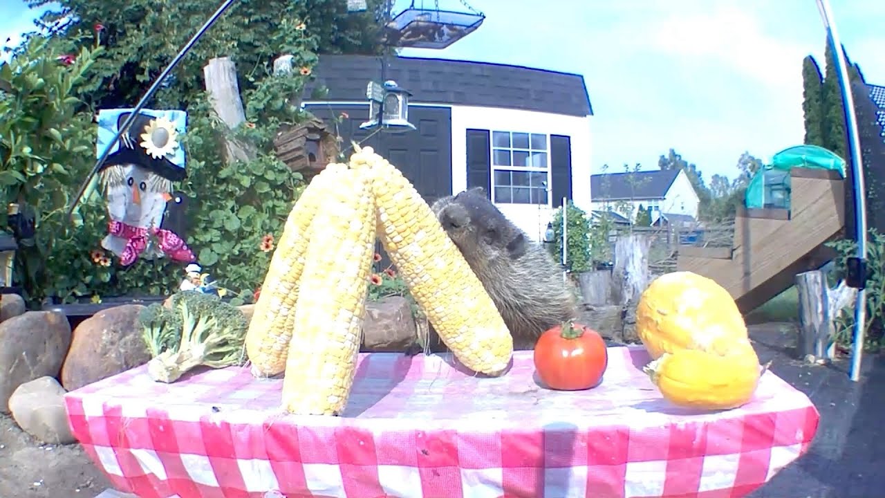 Down Goes the Corn Teepee! - YouTube