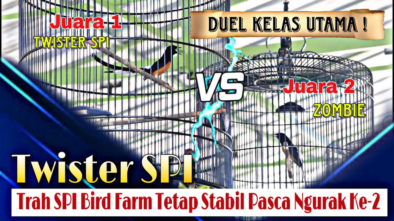 ( Murai batu TWISTER SPI ) Trah SPI Bird Farm tetap stabil pasca ngurak ...