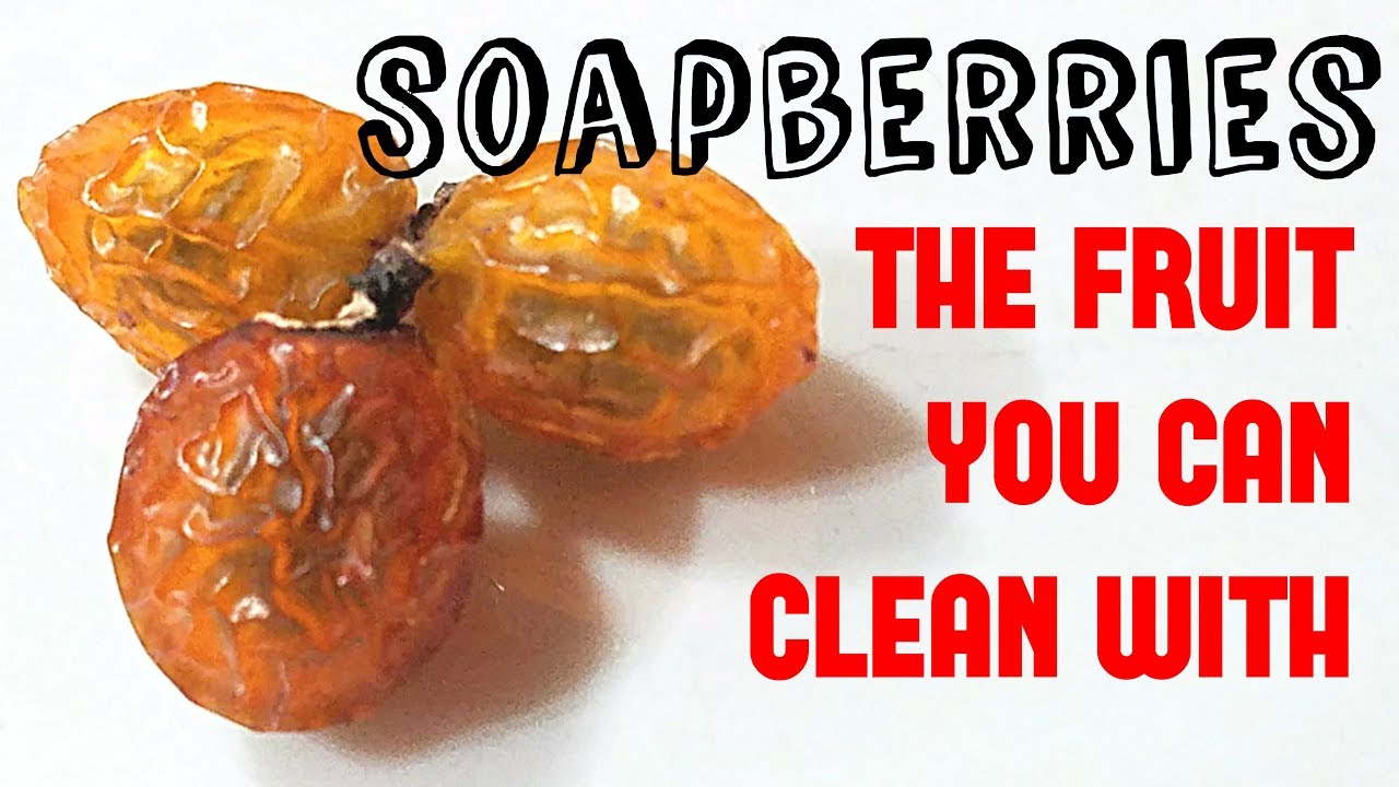 Soapberries :The fruit you can clean with - Weird Fruit Explorer Ep ...
