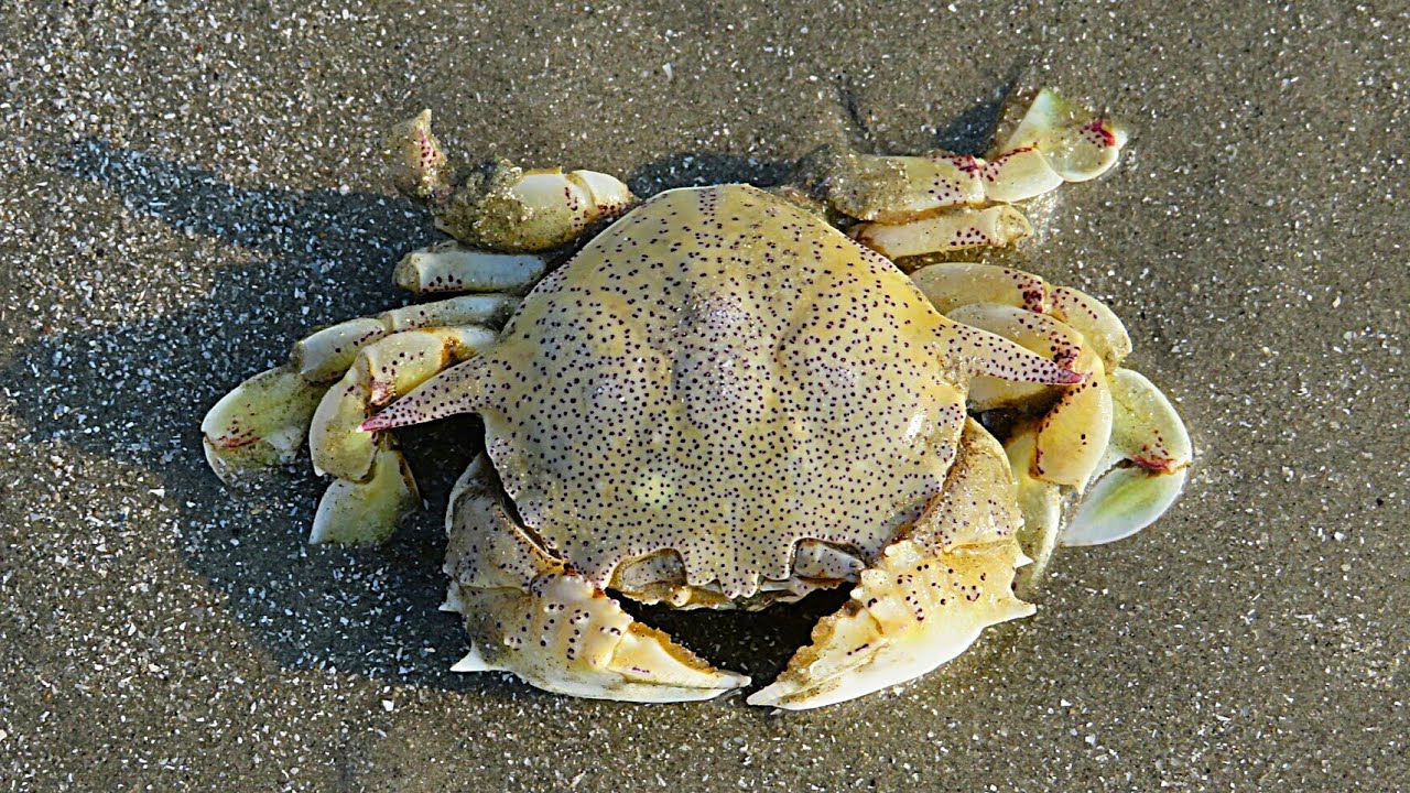 Facts: The Common Moon Crab - YouTube