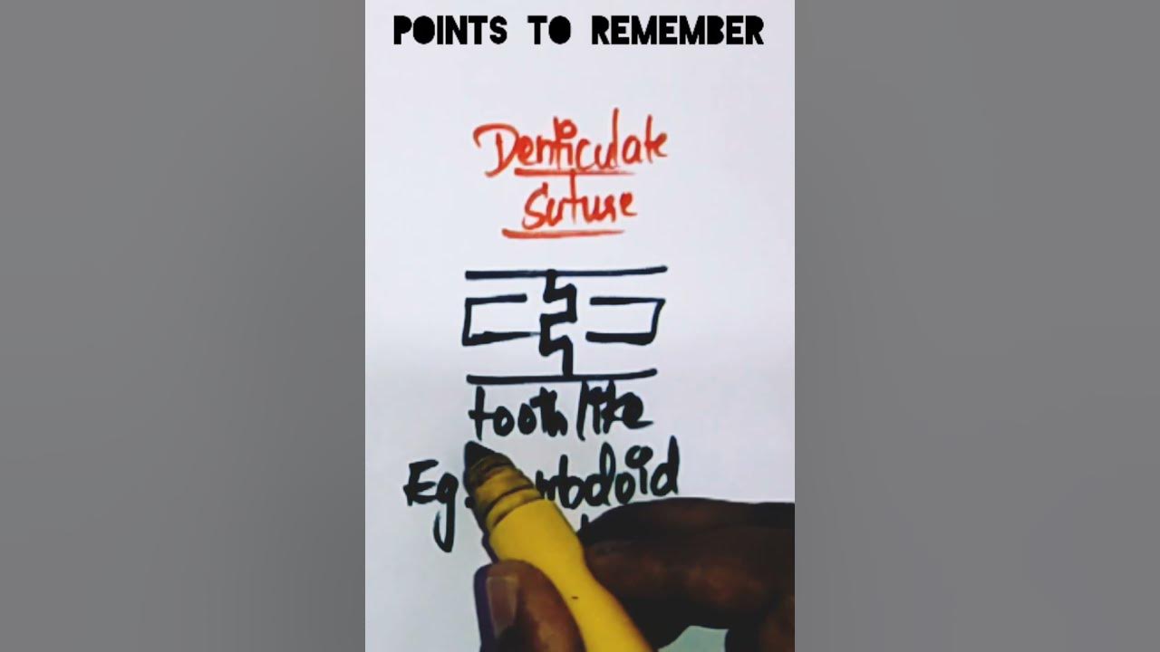What Is Denticulate Suture Example For Denticulate Suture points To what-is-denticulate-suture-example-for-denticulate-suture-points-to