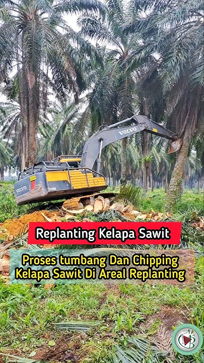 Proses tumbang Dan Chipping Kelapa Sawit Di Areal Replanting - YouTube