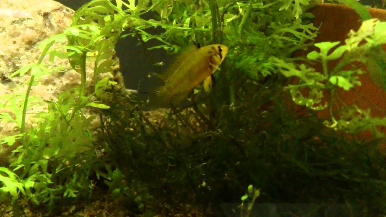 Apistogramma borelli opal 1rst day free smimming - YouTube