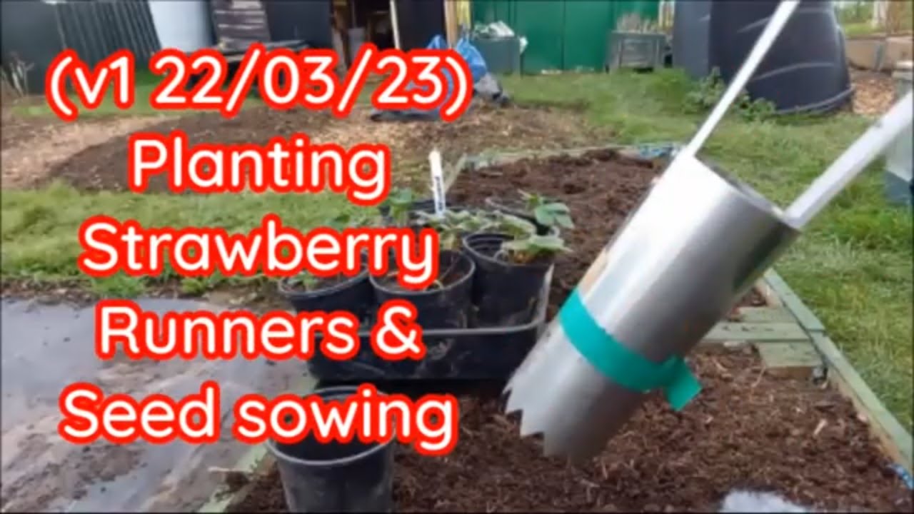 (v1 22/03/23) Planting Strawberry Runners & Seed sowing - YouTube