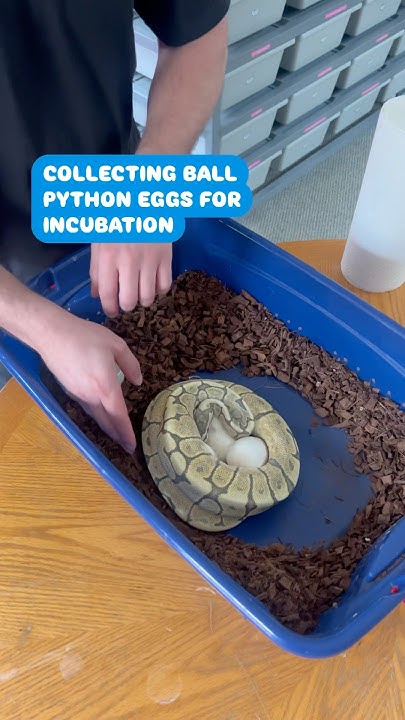 COLLECTING BALL PYTHON EGGS😍 - YouTube