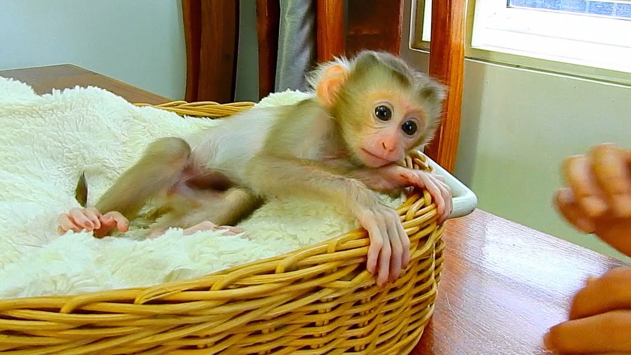 New adorable monkey is so calm and sweet. - YouTube