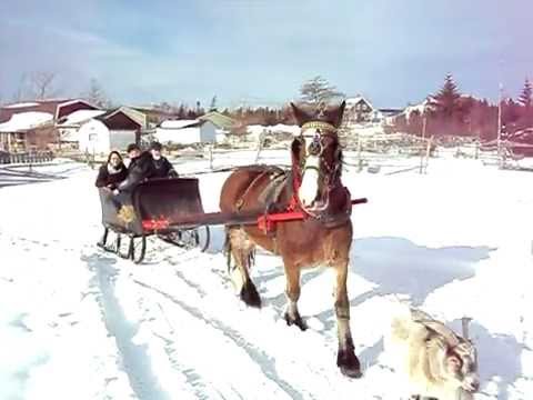 Newfoundland Sleigh Ride - YouTube