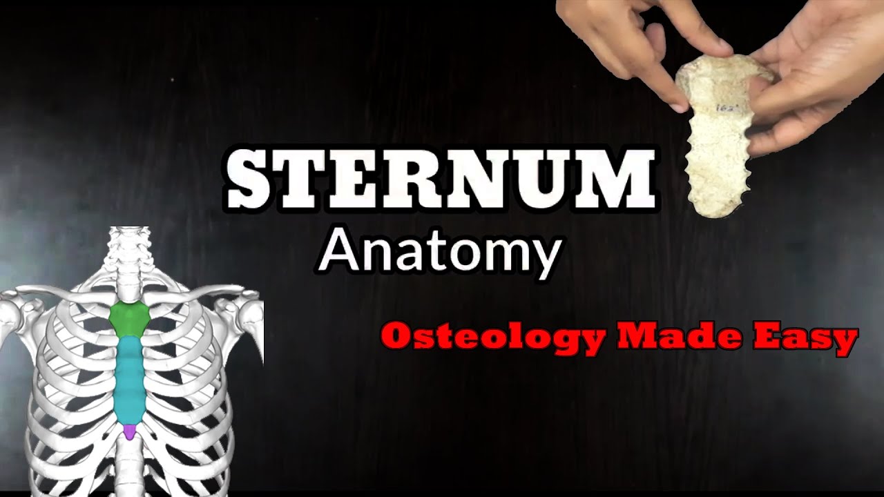 STERNUM Anatomy | Osteology - All you need to know in an easy way - YouTube