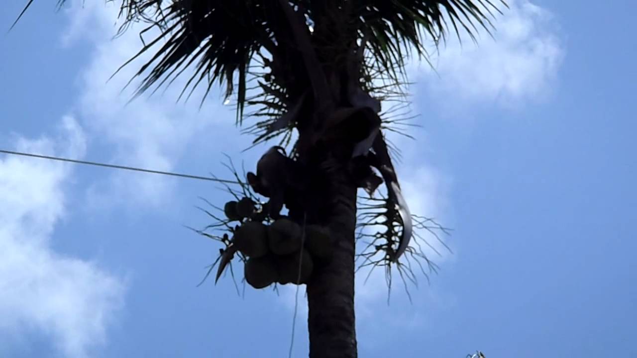 Koh Samui Monkey show (FULL) - YouTube