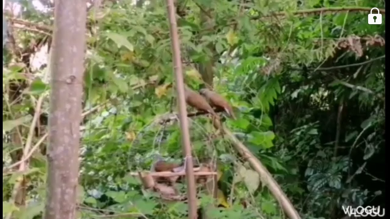 Alimokon hunt: Every Set-up may dumapo sa pulot trap..#alimokonhunting ...