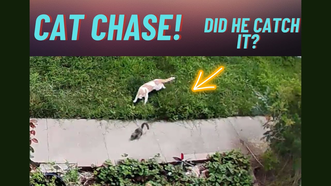 My cat hunts a squirrel w/ Slo-Mo replay caught on Ring Cam! Did he get ...