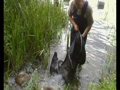 Vissen in Denemarken - Raymond Vonk - YouTube