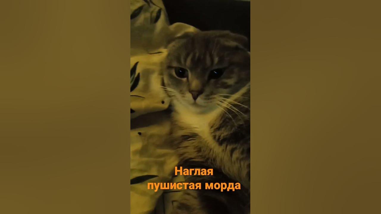 наглая пушистая морда - YouTube