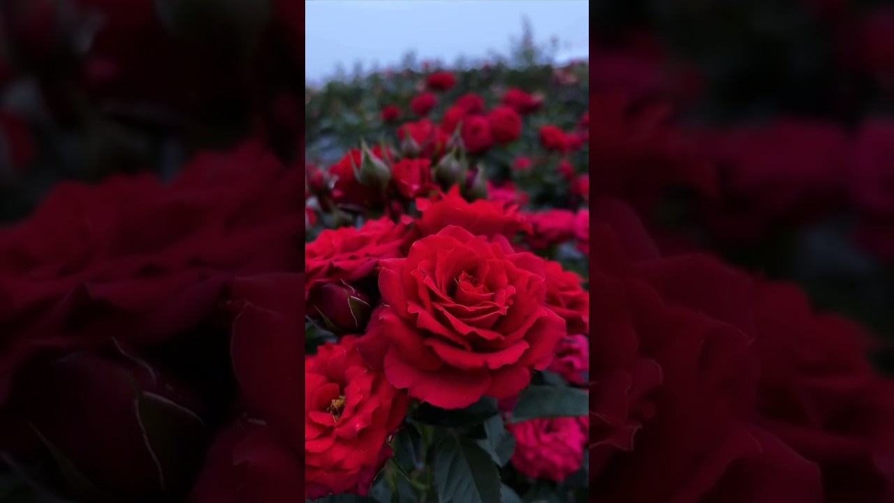 Super red rose flowers garden “ - YouTube