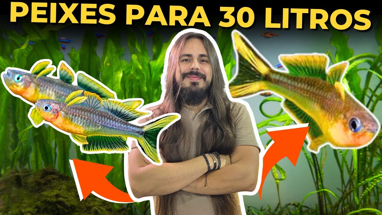 🔴PEIXES PARA AQUÁRIO DE 30 LITROS |Mr. Betta| - YouTube