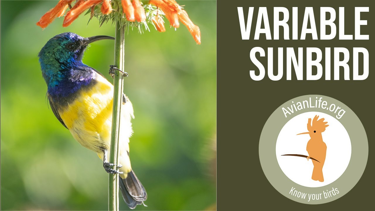 Variable Sunbird #birds #africanbirds #birdwatching - YouTube