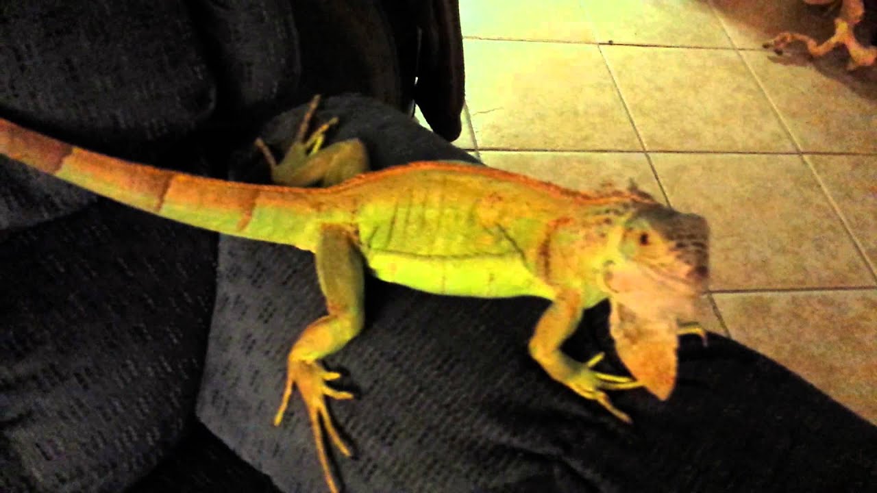 Angry iguana - YouTube