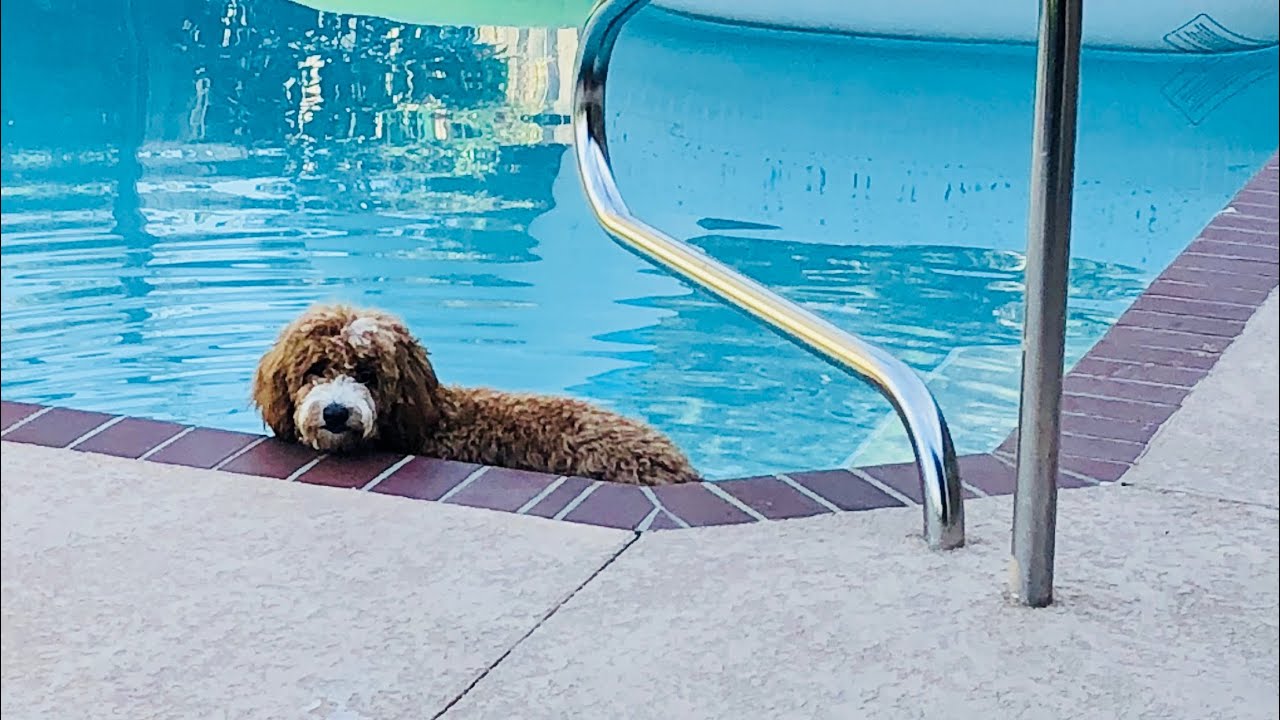 Adi’s first time in the pool! Mini Goldendoodle! Cooley Doodles - YouTube