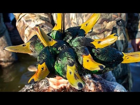Duck Hunting BIG WATER Mallards on PUBLIC LAND! - YouTube