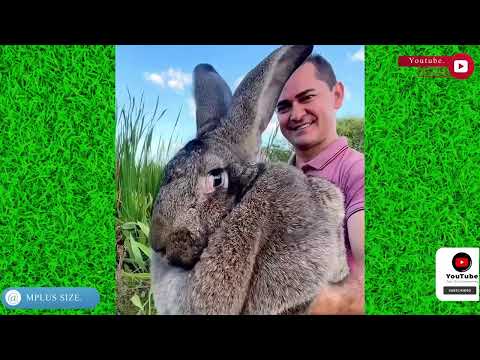 Joselis Johanna Bolivar 🔴 Biography | Plus Size Model, Body Positivity & Social Media Icon