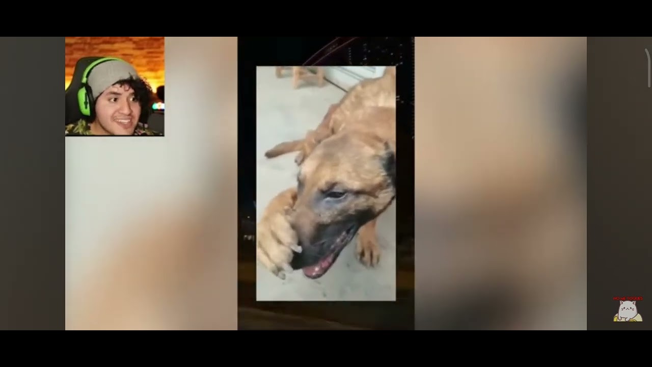reaccionando a michifu - YouTube