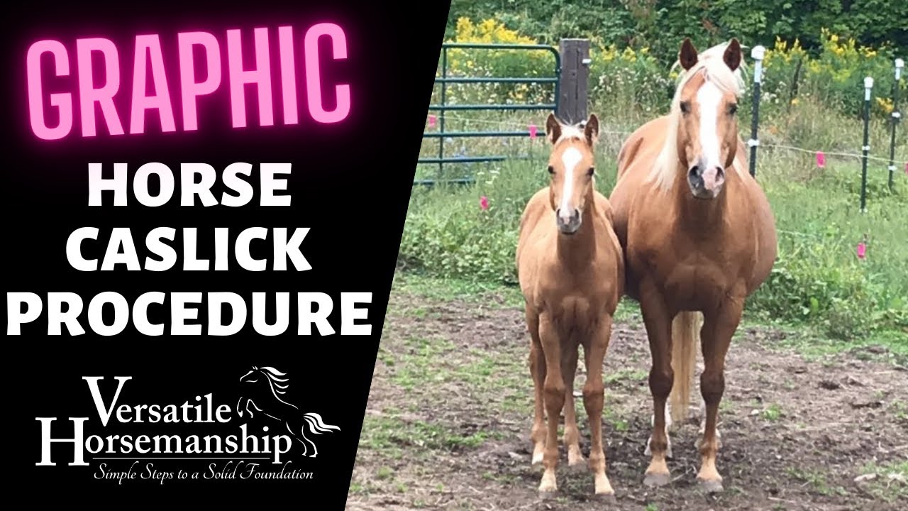 *GRAPHIC* HORSE CASLICK PROCEDURE - YouTube
