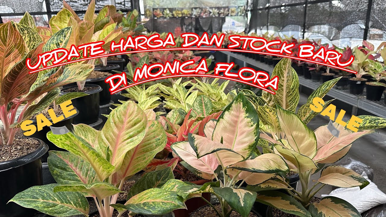 UPDATE STOCK DAN HARGA TERBARU MONICA FLORA !!! Jangan sampai kehabisan ...