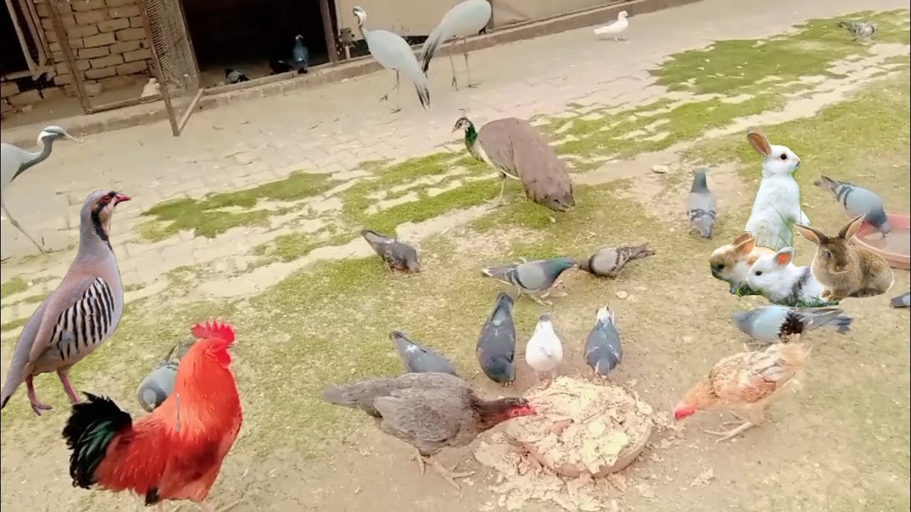 Cute birds peacock pigeons domicile crane chukar rooster hen with pets ...